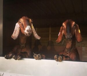 Welcome to Foxfields Academy